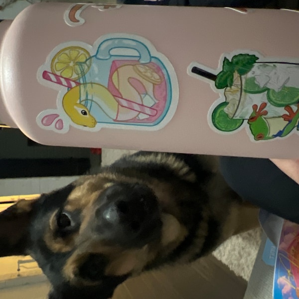 Pink Lemonade Ball Python Sticker - Etsy