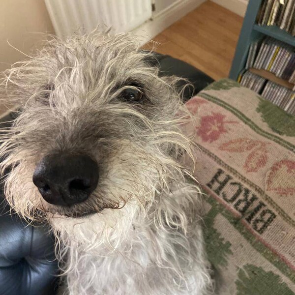 Beddy Whippet Christmas Card, Lurcher Christmas Card, Dog Xmas Card ...