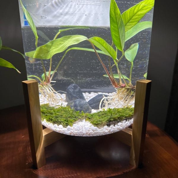 Chinaberry Tree, Pride of India, Bead-tree, Cape Lilac, Persian Lilac ...