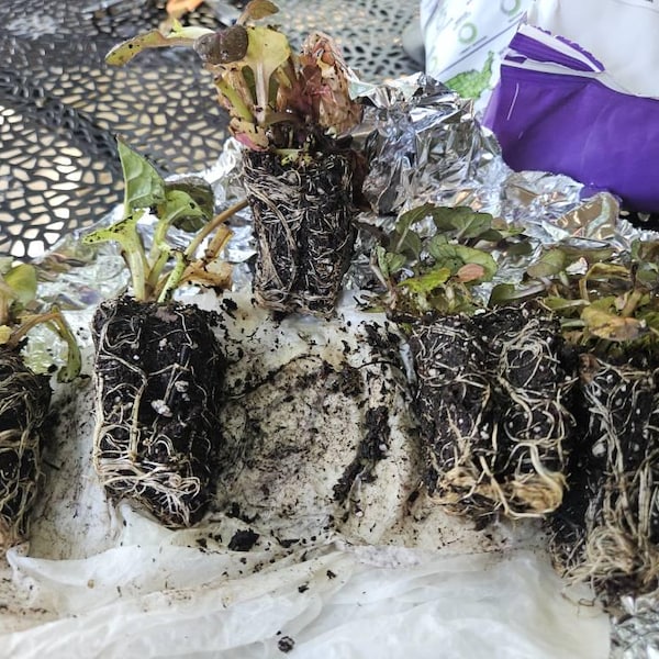 5 Mixed Coreopsis Starter Perennials. Loves Sun. Super Easy to Grow ...