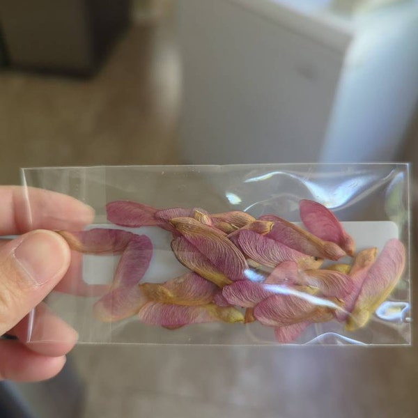 Dried Crepe Myrtle Seed Pods in Assorted Sizes, Natural Dried Mini ...