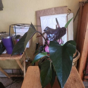 Sale Maui Hawaii Turmeric Olena 6pcs Either Grow It or Eat It : Organic ...