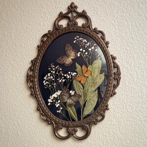 Extra Large Butterfly Dome 3 Black Butterflies Real Preserved Taxidermy ...