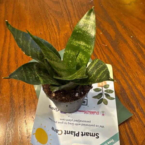 Green Moses in the Cradle, 2 Inch Tradescantia Spathacea, Rhoeo ...