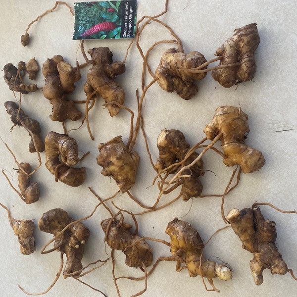 12 Shampoo Ginger Rhizomes, Zingiber Zerumbet, Pine Cone Ginger Plant ...
