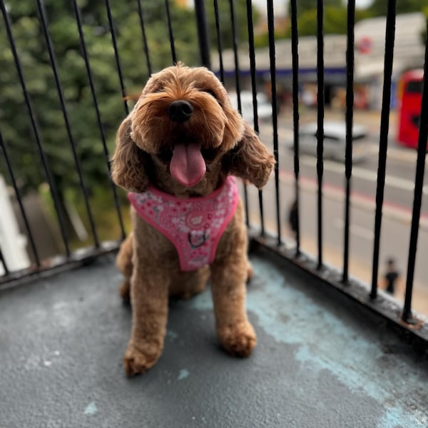 Adjustable Dog Harness for Extra Small Puppies to Large Dogs ...