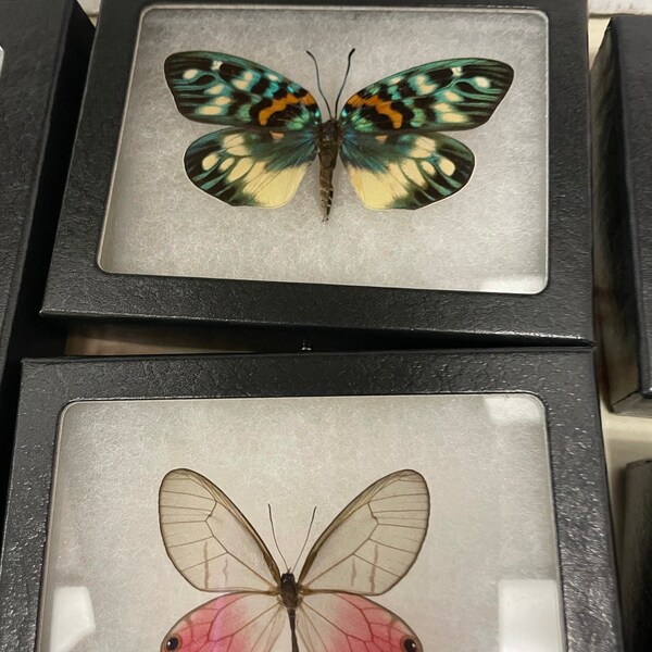 Cithaerias Merolina Pink Clear Wing Butterfly Peru - Etsy