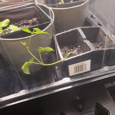 French Green Beans, Fin De Bagnol, 15 Seeds Certified Organic, French ...