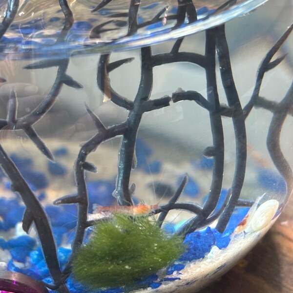 Large Shrimp Ecosphere - Closed Aquatic Ecosystem (glass, Natural ...