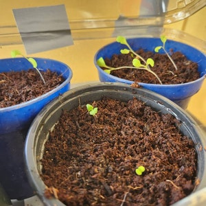 더덕 Seeds 30 Deodeok, Aka Codonopsis Lanceolata or Lanse Asiabell Seeds ...