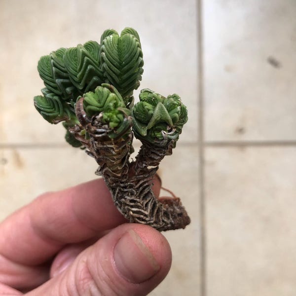 Rare Euphorbia Euphorbia Obesa Small Cluster 23 - Etsy