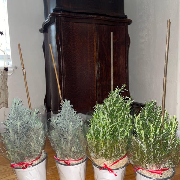 FOSTER 4-pack LIVE 4 Inch Kalanchoe, Blooming Houseplant, Gardening ...