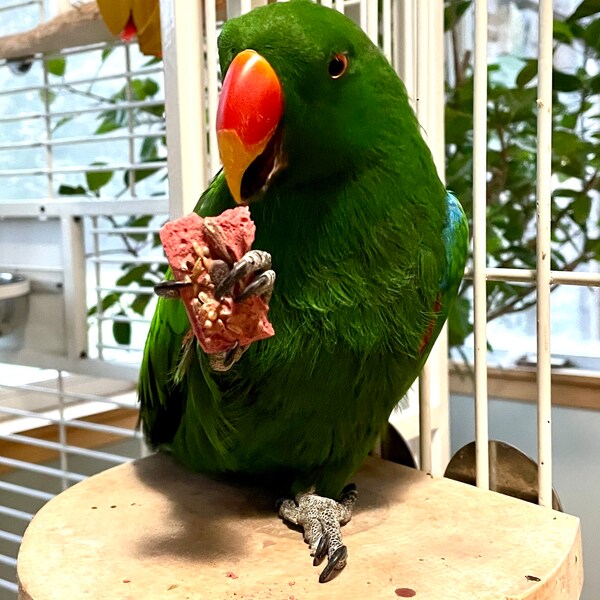 Freeze Dried Bell Pepper Corn Wheels - Etsy