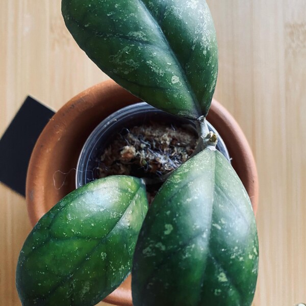 Hoya Lacunosa Silver Mint Coin Lightly Rooted Actively Growing Silver ...