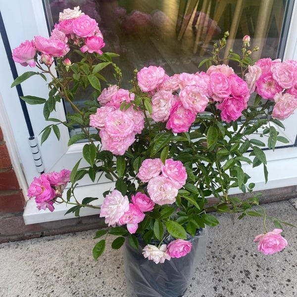 Climbing Blue Moon - Lilac Climbing Rose - Potted 4 Litre - Etsy UK