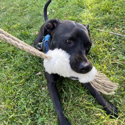 Natural Rabbit Fur and Linen Rope Dog Toy for Tug-of-war and Chasing ...