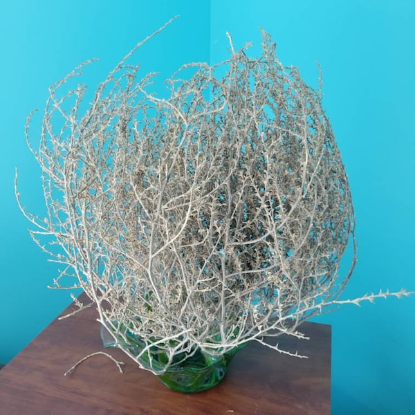 Tumbleweeds! ALL Sizes!!! Wedding Home Decor, Western Theme, Organic ...