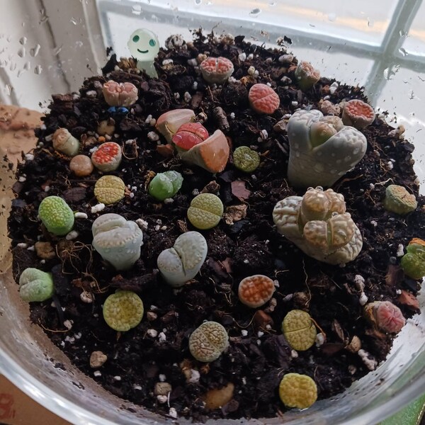 Plant -1-dinterops（ D.vanzylii × “fred's Redhead”） - Etsy