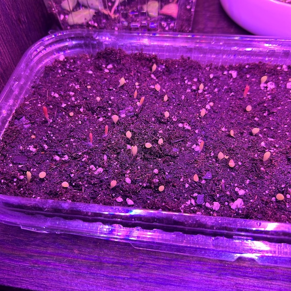 Hildewintera Colademononis Monkey Tail Cactus Seeds Super Furry Hybrid ...