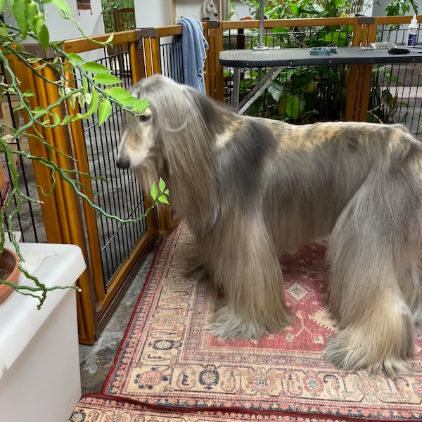 Modified Hoxsey With or Without Boneset - Etsy