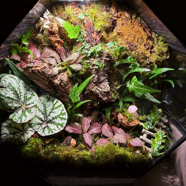 Watertight Curved Glass Terrarium With Grow Lamp for Tropical Bog ...