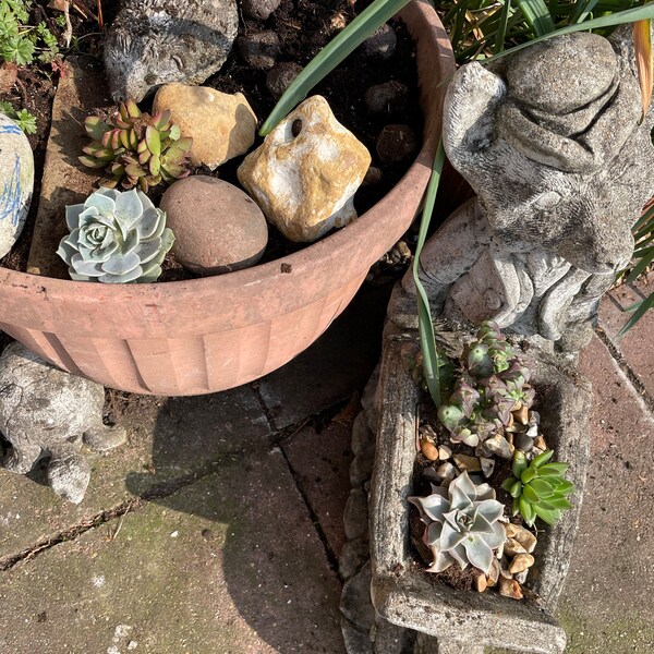 Small Succulent Plants • Random Succulents • 5cm Pots • Open Terrarium ...