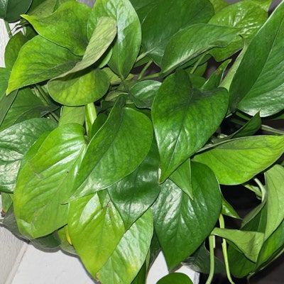 Aglaonema 'bamboo' Sp. Variegated Chinese Evergreen Live Indoor ...