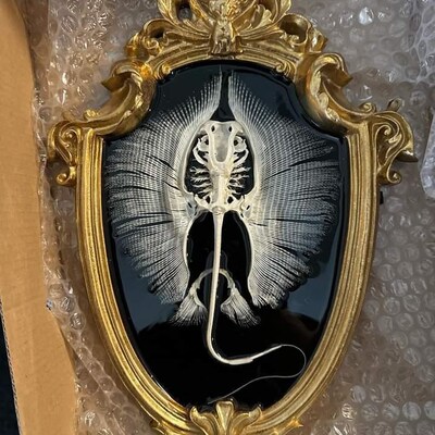 Real Lionfish Skeleton, Dendrochirus, Fish Taxidermy, on Queen Chess ...