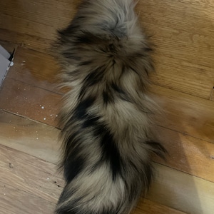 Professionally Soft Tanned Large 1 Grade Iowa Raccoon/coon Hide/pelt - Etsy