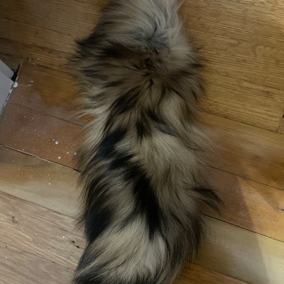 Professionally Soft Tanned Large 1 Grade Iowa Raccoon/coon Hide/pelt - Etsy