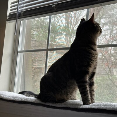 Window Sill Cat Pad/ 8 Sill Pad - Etsy