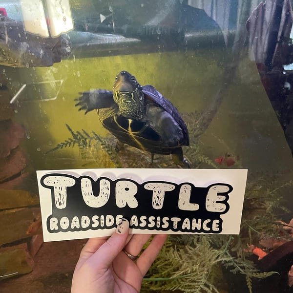 Florida Box Turtle Vinyl Sticker // Animal Sticker // Nature Sticker ...