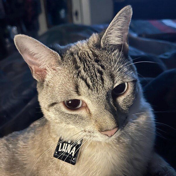 Witchy Pet ID Tag, Custom Personalized Dog or Cat Tags, Mystical Gothic ...