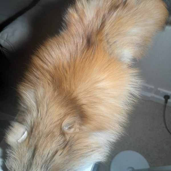 Tanned Genuine Fox Pelt: Extra Large Animal Fur Hide (50 Inch) - Etsy