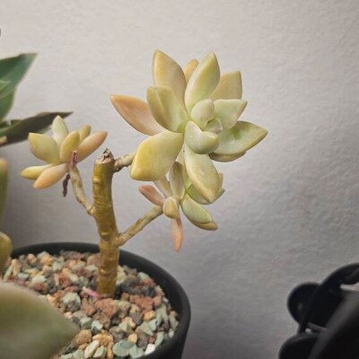 Rare Dudleya Farinosa Cluster Old Trunk Live Rooted , Get 2 Free ...