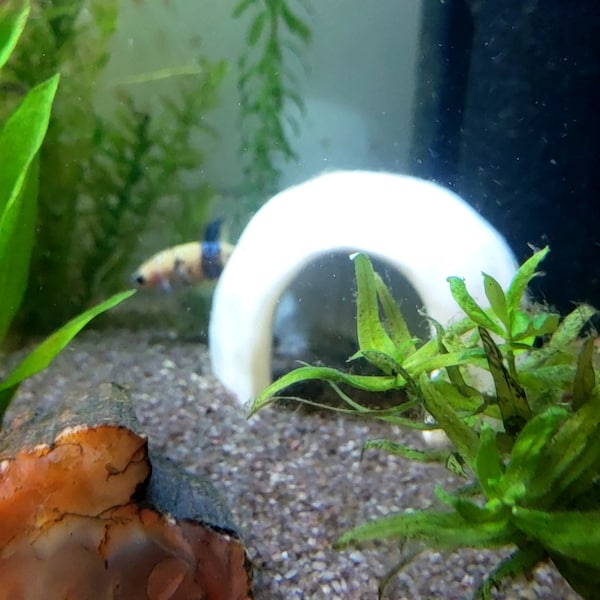Small Fish Hide MADE TO ORDER - Betta Fish Cave - Small Aquarium Decor ...