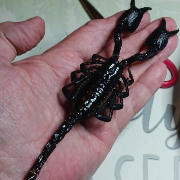 Striped Stag Beetles, Prosopocoilus Bison - Etsy