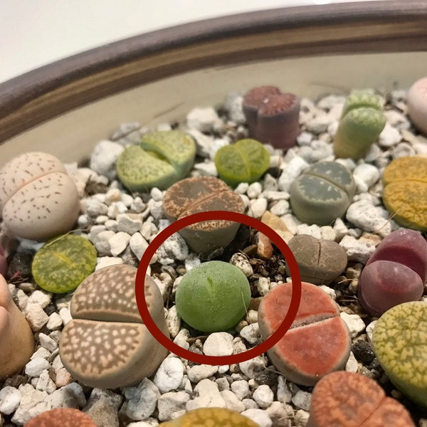 Plant-1- Gibbaeum Nuciforme - Etsy