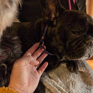 Bringsel Alert Biothane Vegan Leather Made to Order 20 Colours - Etsy