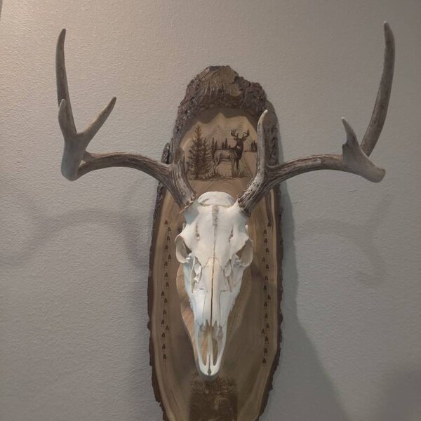 European Mount Boards, Engraved Hunting Photo, Deer Hunting, Deer Skull ...