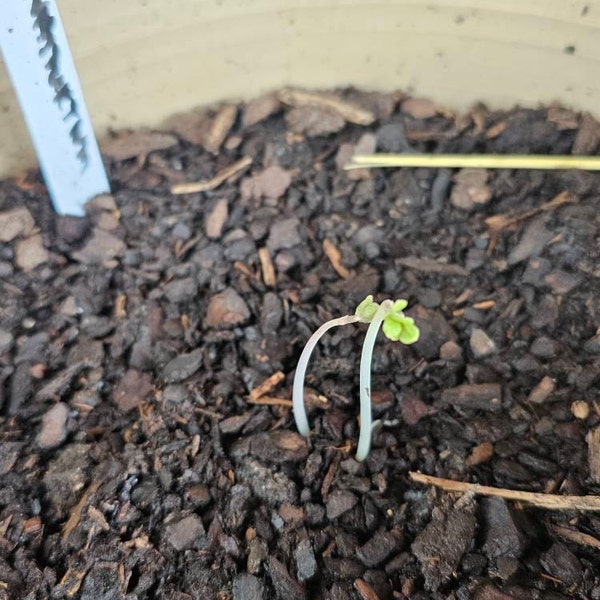 Ranunculus Seeds - Persian Buttercup Mix Flower Seed - 20 Seeds - Etsy