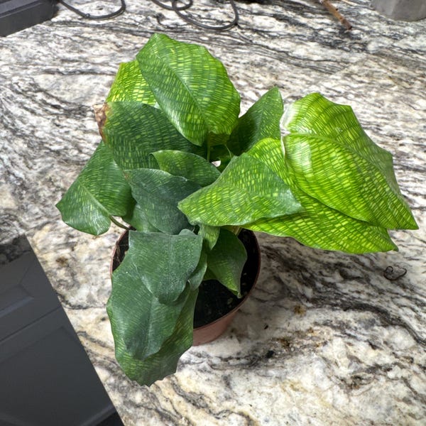 Scindapsus Silver Anne - Satin Pothos - Live Plant in 4" Pot - Etsy