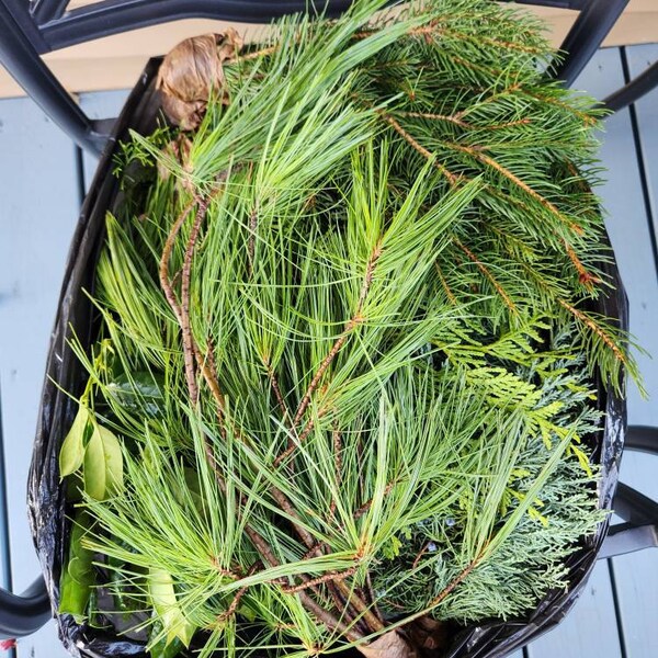 Fresh Cut Pine Branches: Eastern White or Virginia Pine, Holiday Decor ...