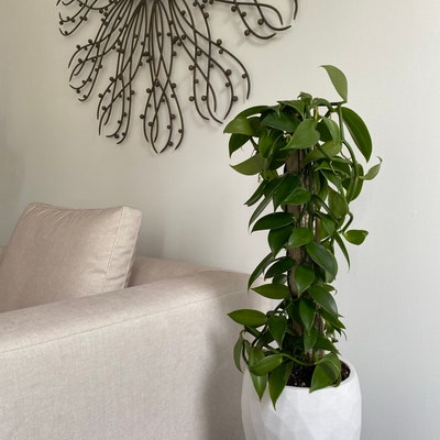 Modern Bubble Planter Pot With Drainage and Saucer Unique - Etsy