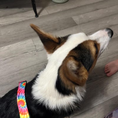 Mango Dog Tag, Tropical Dog Tag Personalized, Fruit Pet Tag, Mangos ...