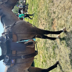 Cheetah Polo Wraps Horse Polo Wraps Black Polo Wraps Set of - Etsy