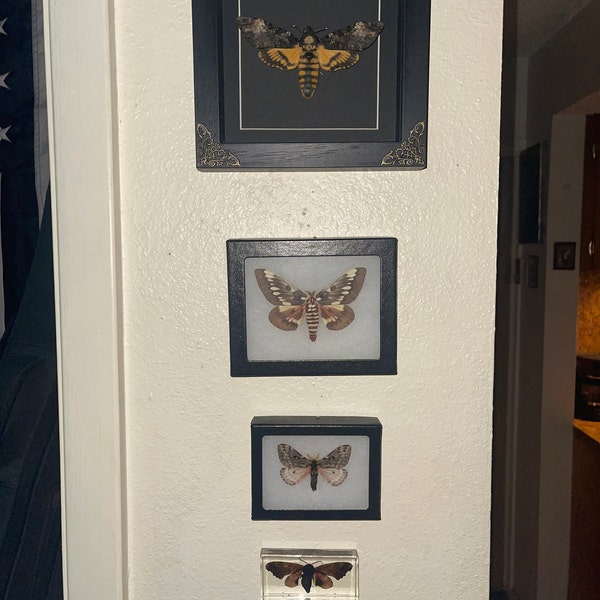 Coloradia Pink Saturn Moth Arizona USA - Etsy