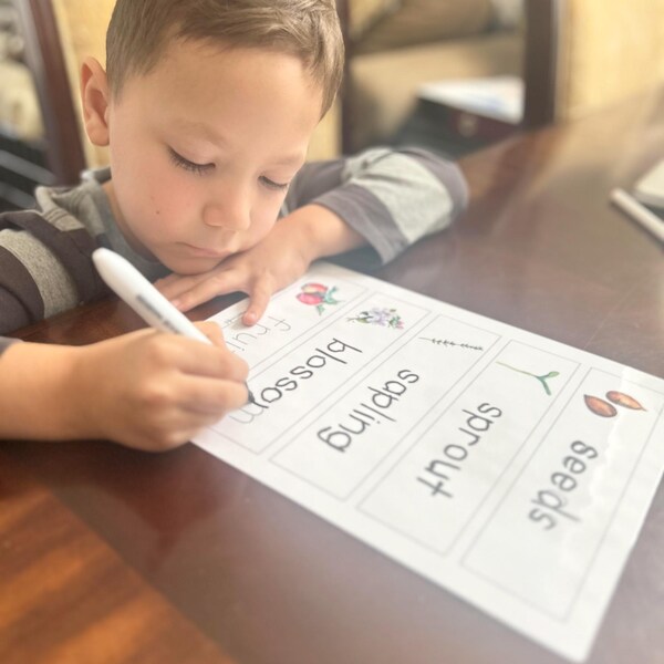 Bat Unit Study Bundle, Bat Study, Bat Life Cycle, Fall Montessori Unit ...