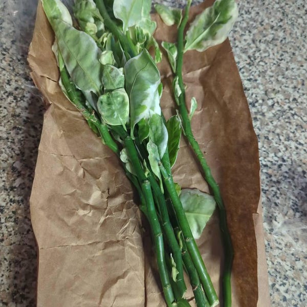 CHAYA Mayan Miracle Mexican Tree Spinach Organic Deeply Lobed Leaf ...