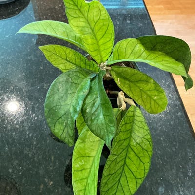 Hoya Kalimantan UT-158 in 4.5pots Rare Hoya Wax Plant Veined Attractive ...